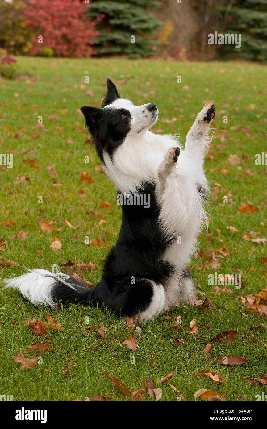 Border Collie (Canis familiaris) sitting up and raising paws Stock ...