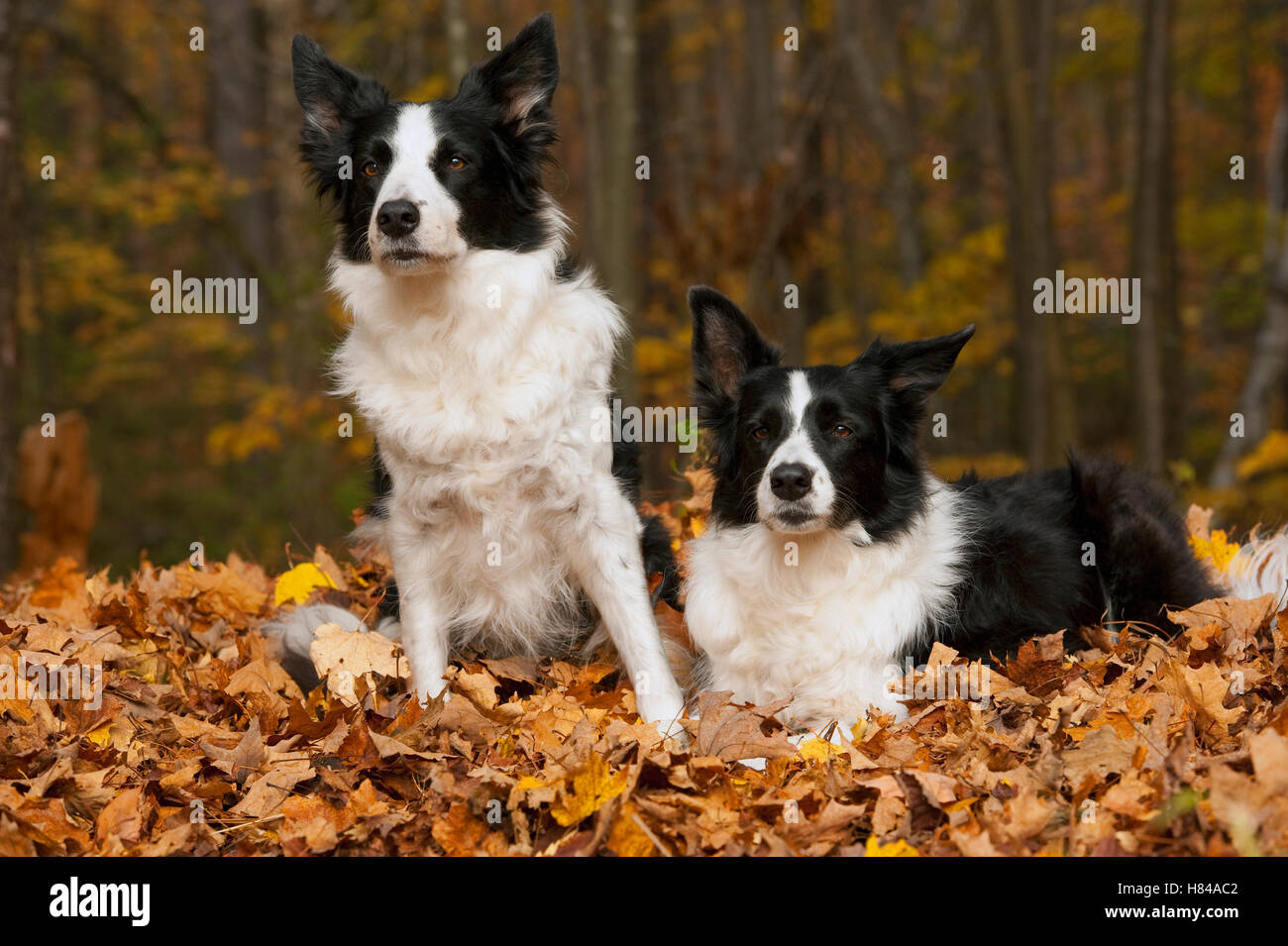 Border Collie (Canis familiaris) pair in fall leaves Stock Photo - Alamy