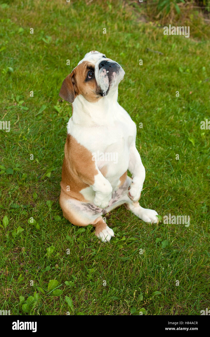 English Bulldog (Canis familiaris) sitting up Stock Photo - Alamy