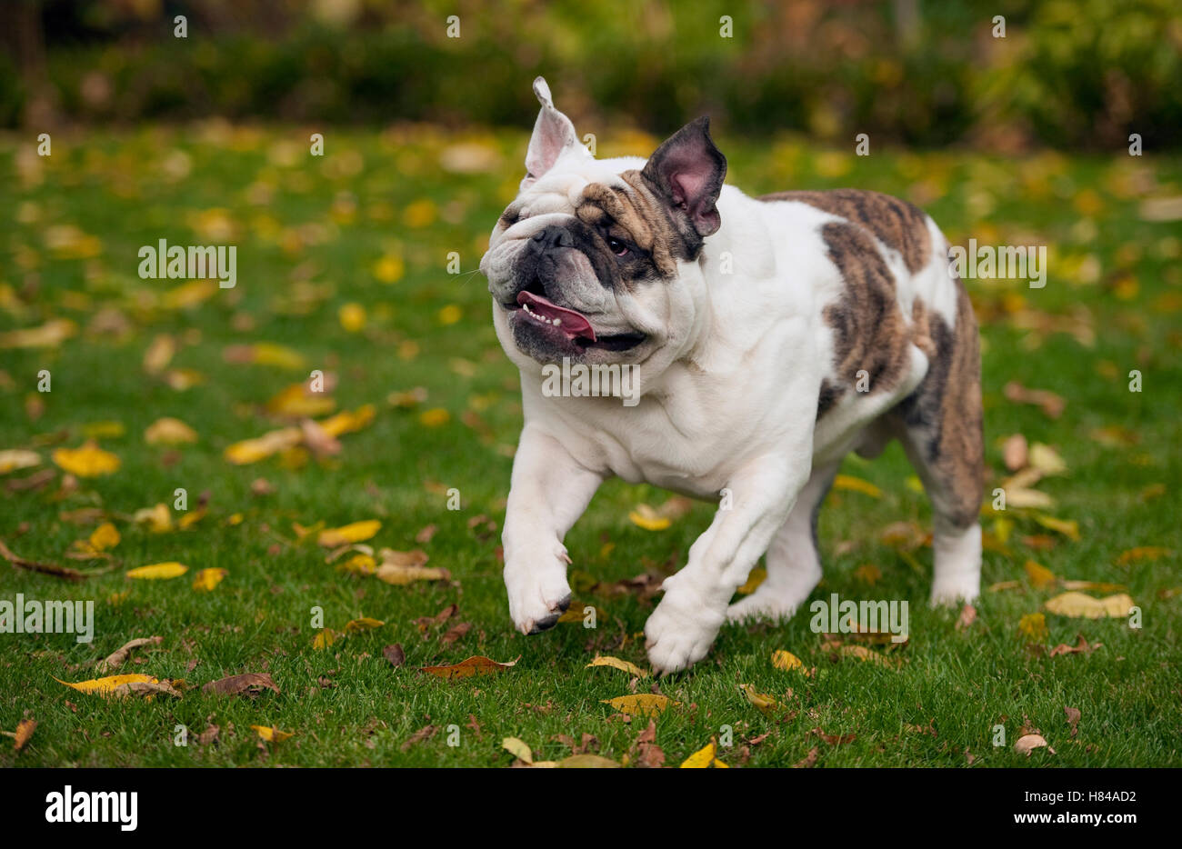 Bulldog (Canis familiaris) brindle running Stock Photo - Alamy