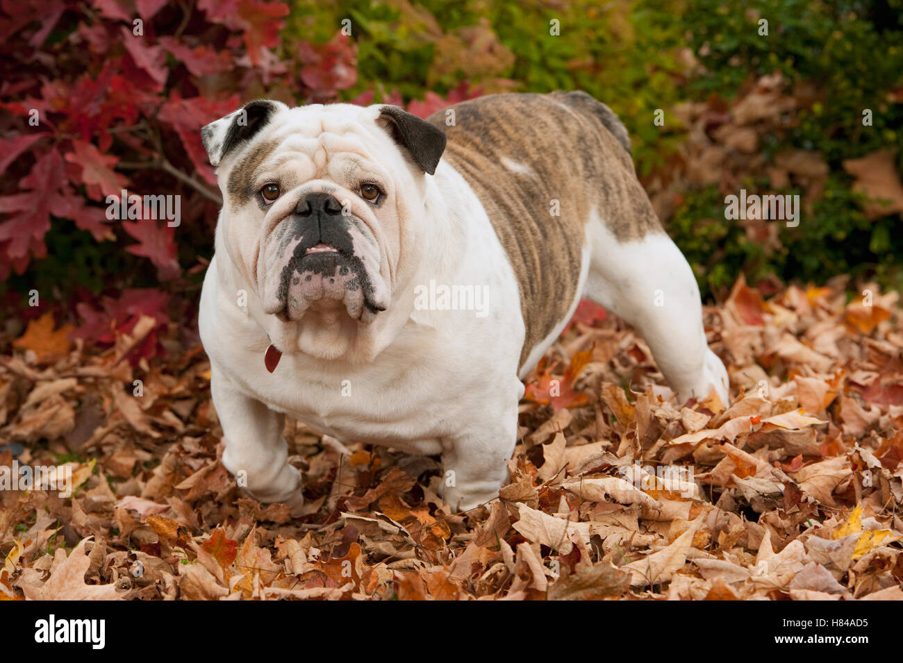 Bulldog (Canis familiaris) brindle in fall leaves Stock Photo - Alamy