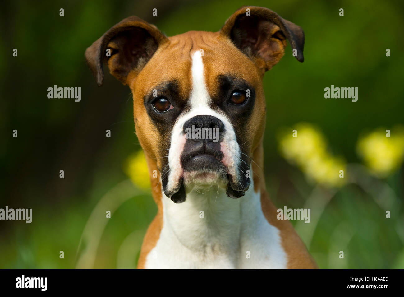 Boxer (Canis familiaris) female Stock Photo - Alamy