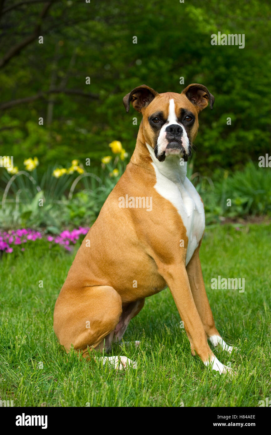 Boxer (Canis familiaris) female Stock Photo - Alamy
