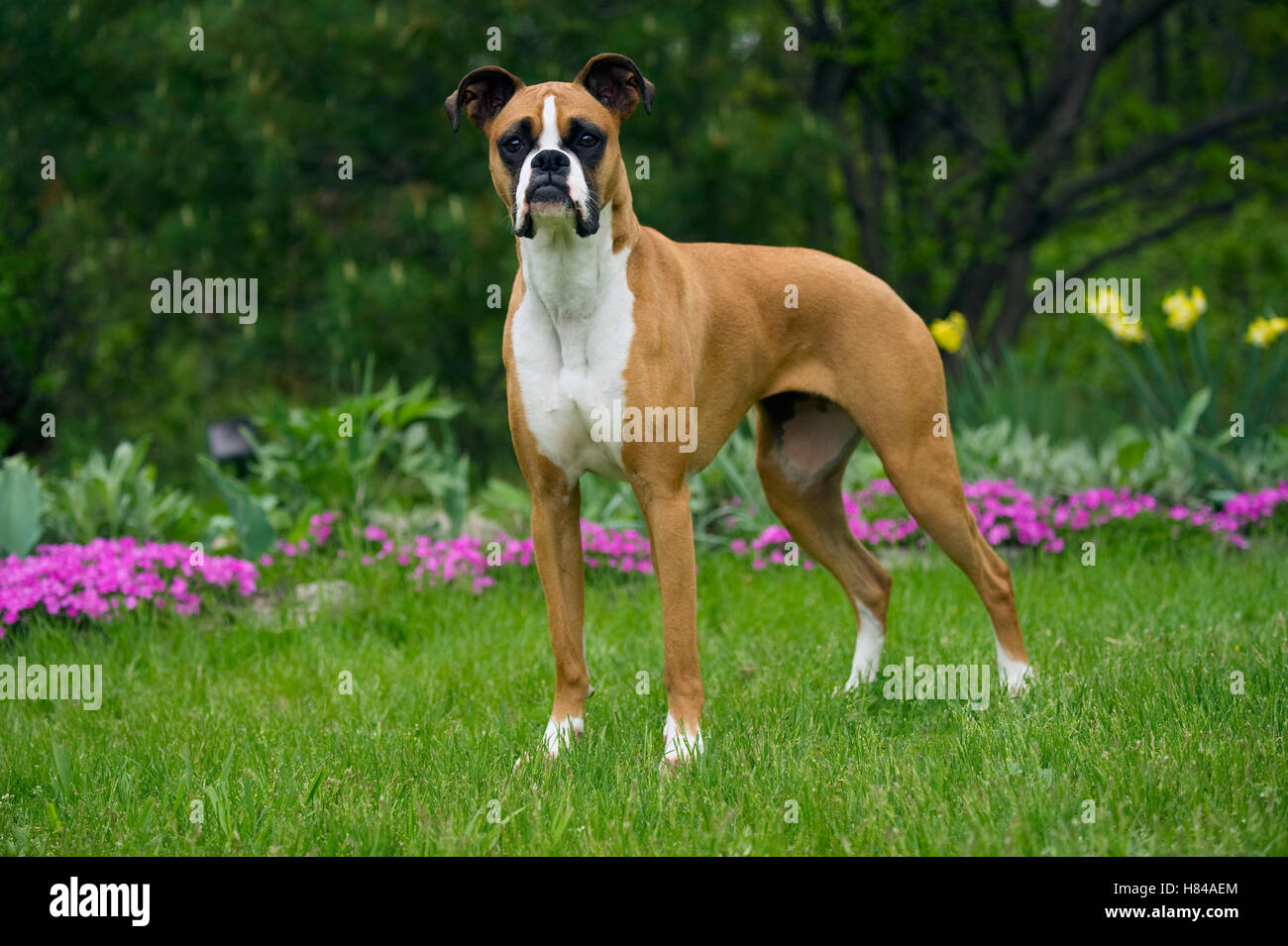 Boxer (Canis familiaris), fawn colored female Stock Photo - Alamy