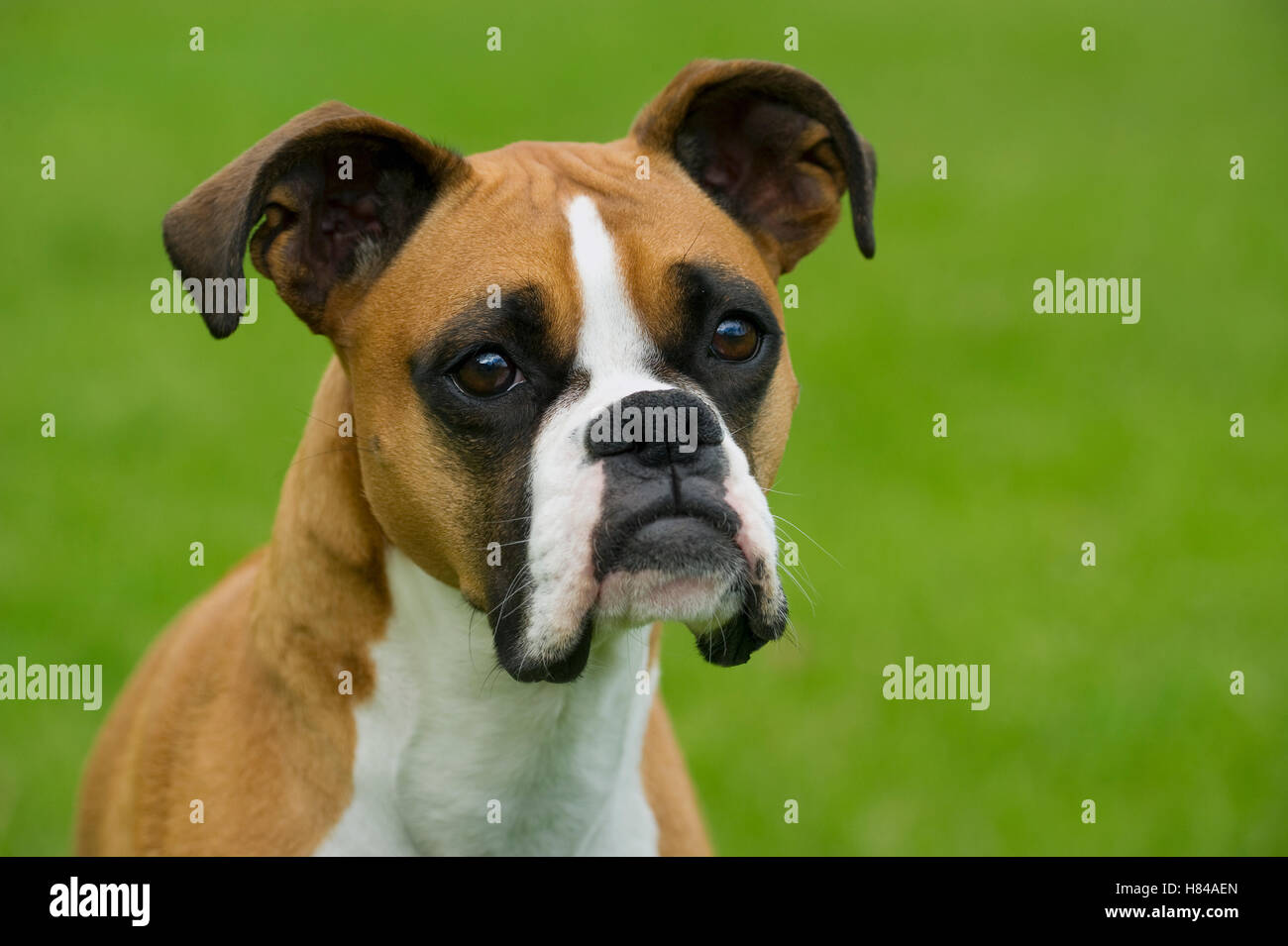 Boxer (Canis familiaris), fawn colored female Stock Photo - Alamy