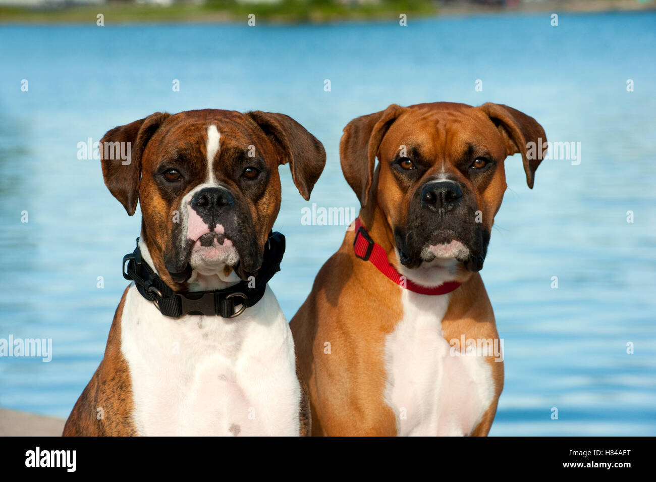 Boxer (Canis familiaris) pair, brindle and fawn colored dogs Stock ...