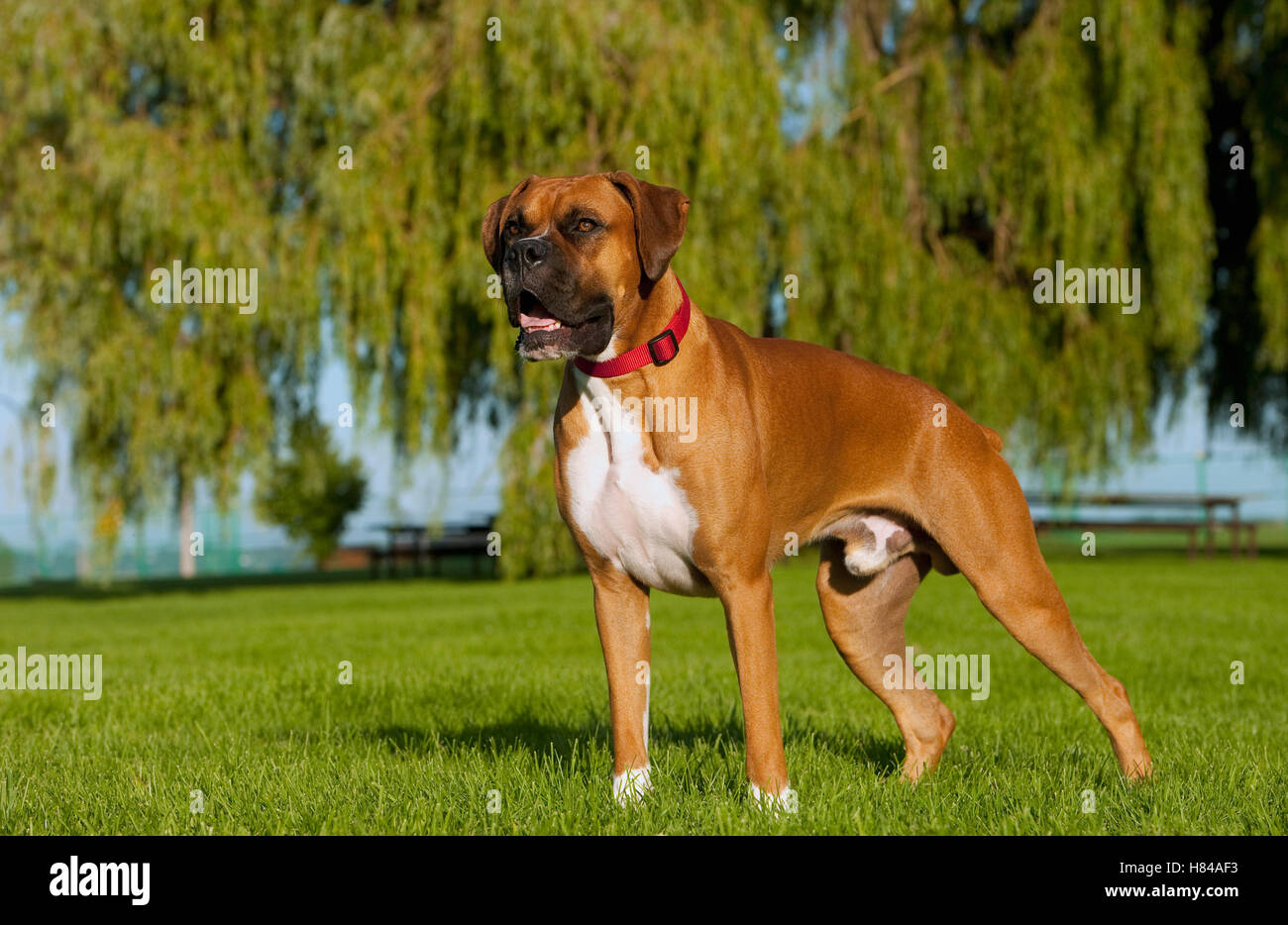 Fawn colored hi-res stock photography and images - Alamy