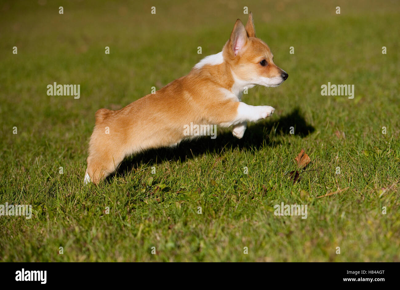 Pembroke Welsh Corgi (Canis familiaris) puppy running Stock Photo - Alamy