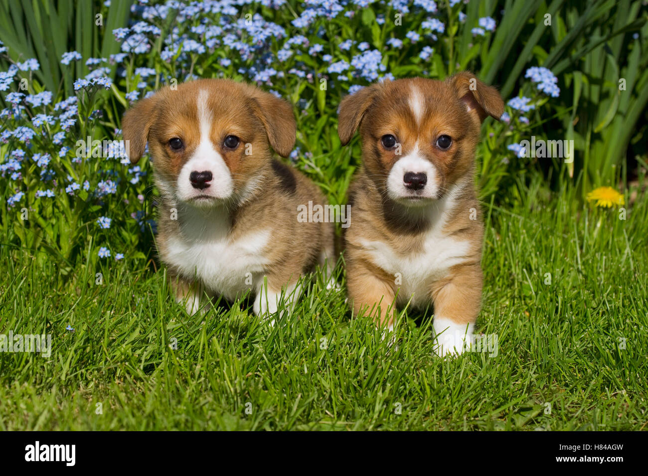 Pembroke Welsh Corgi (Canis familiaris) puppies Stock Photo - Alamy