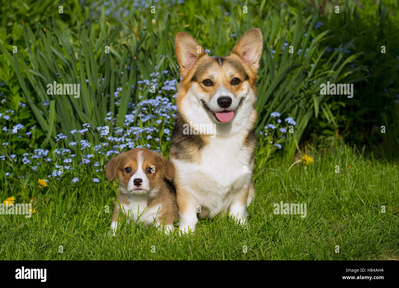Pembroke Welsh Corgi (Canis familiaris) parent and puppy Stock Photo ...