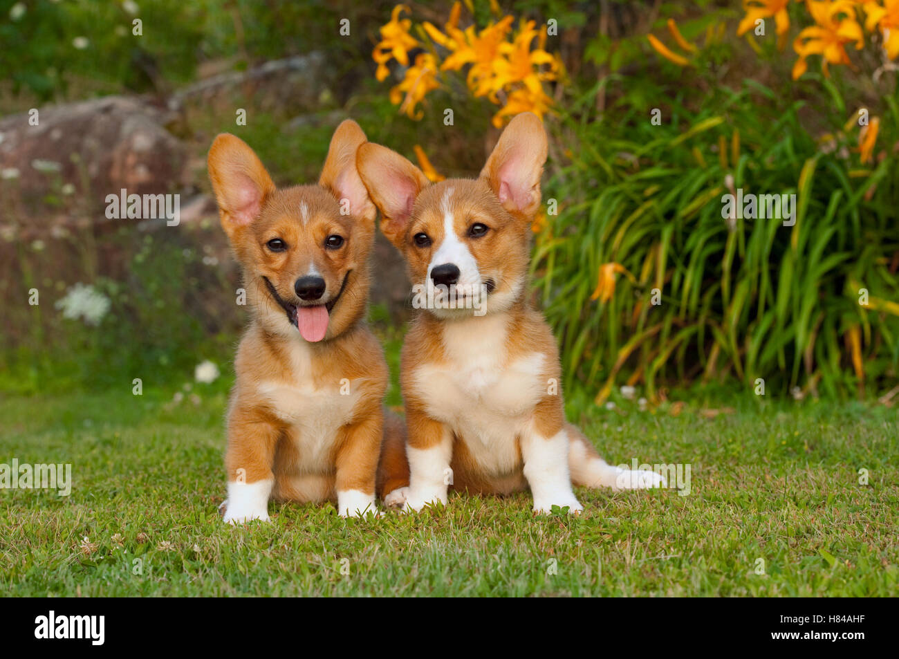 Pembroke Welsh Corgi (Canis familiaris) puppies Stock Photo - Alamy