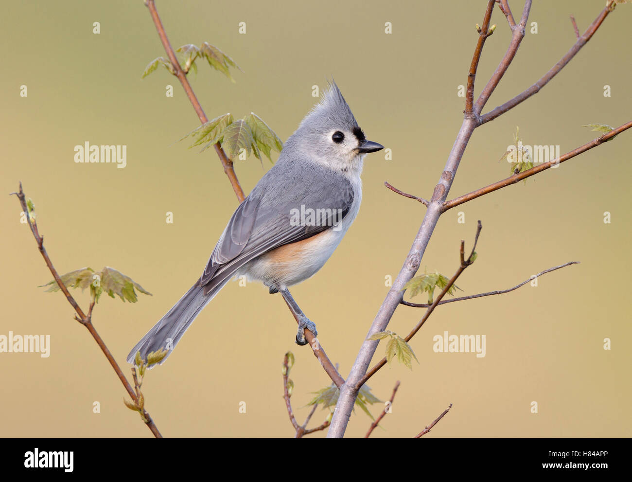 Tufted Titmouse (Baeolophus bicolor), Ohio Stock Photo - Alamy
