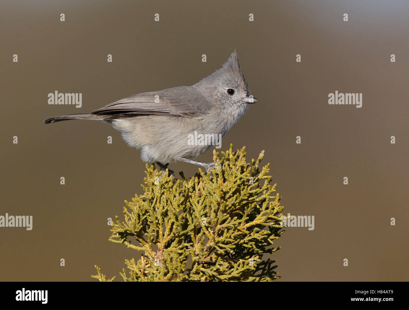 Juniper Titmouse (Baeolophus ridgwayi), New Mexico Stock Photo - Alamy