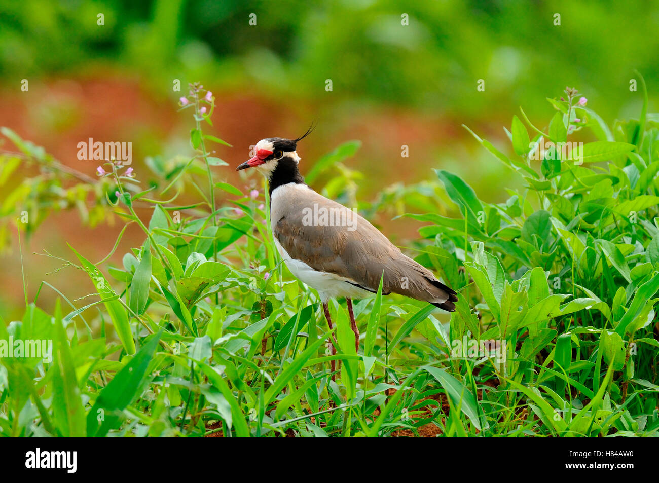 Black-headed Plover (Vanellus tectus), Tsavo East National Park, Kenya ...