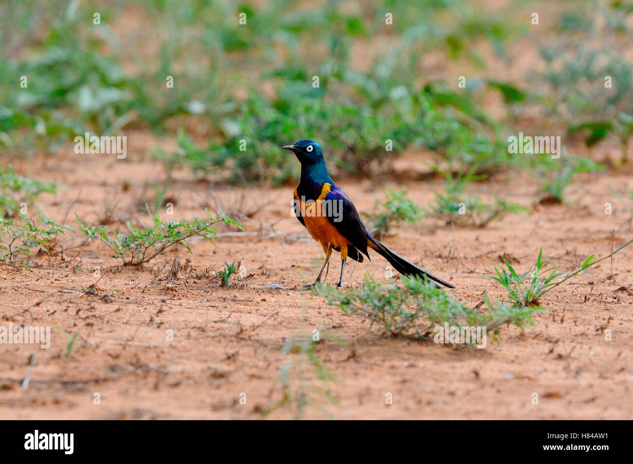 Golden-breasted Starling (Lamprotornis regius), Tsavo East National ...
