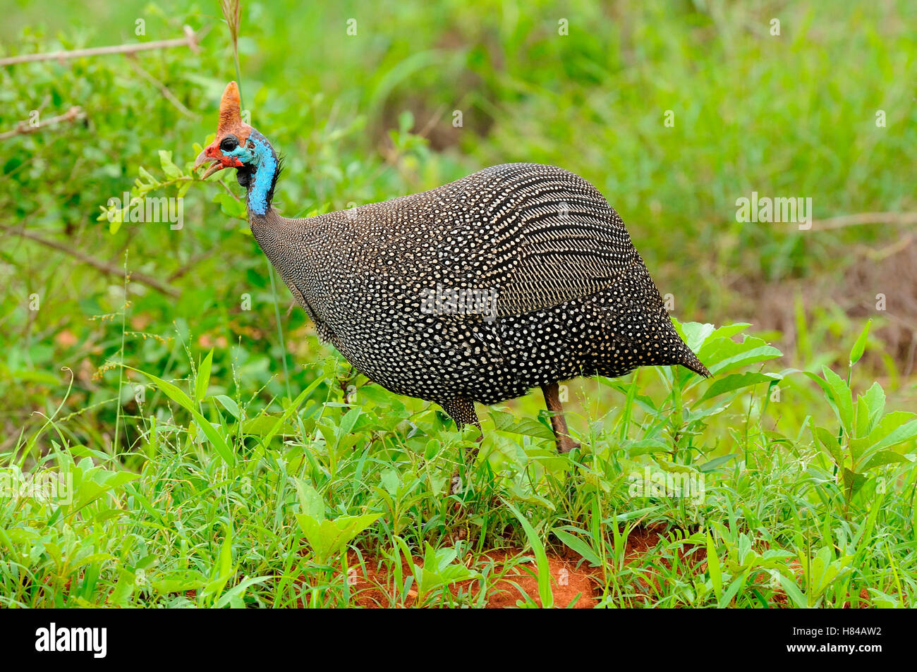 Helmeted Guineafowl (Numida meleagris), Tsavo East National Park, Kenya ...