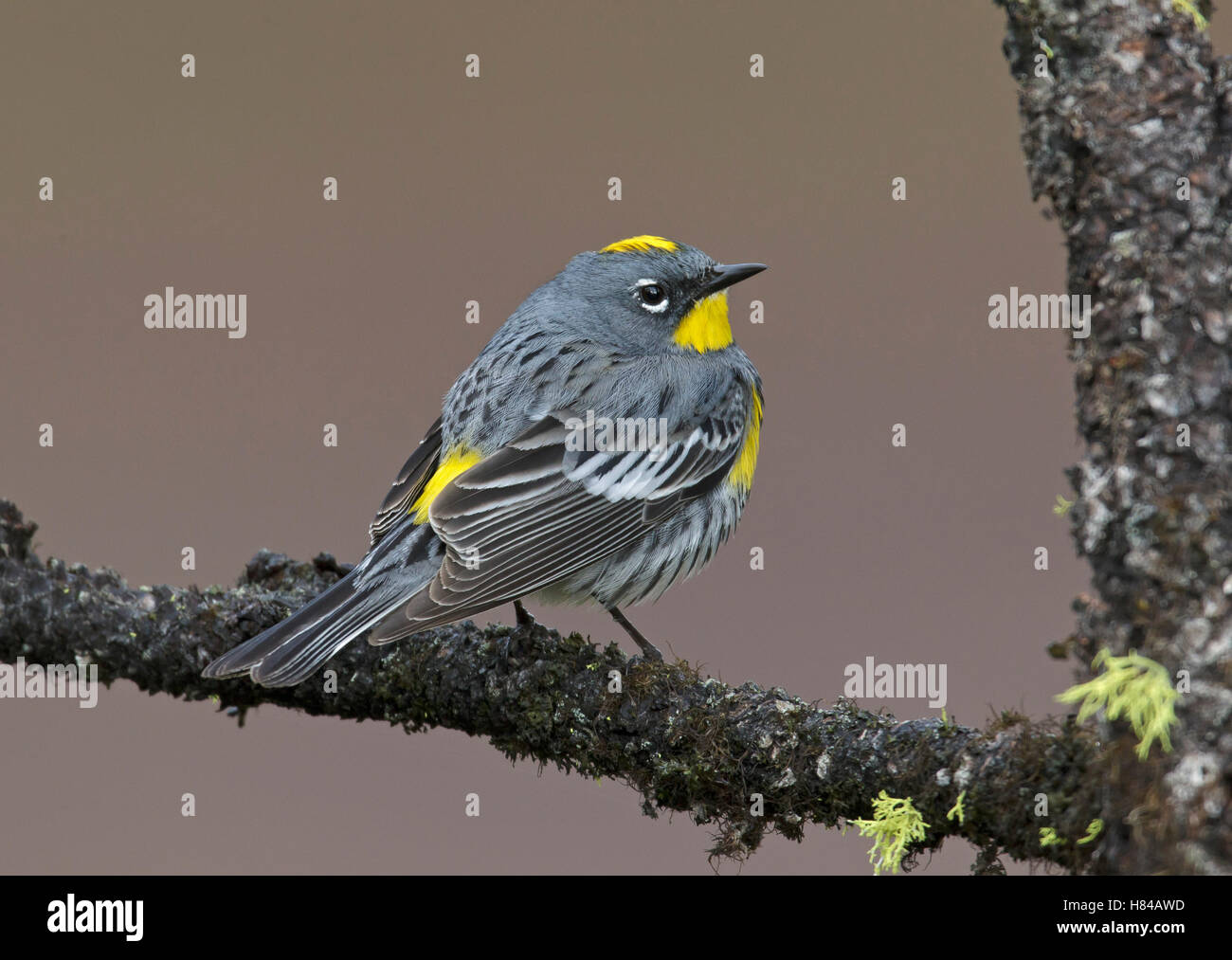 Audubon's Warbler (Setophaga coronata auduboni) male, California Stock ...