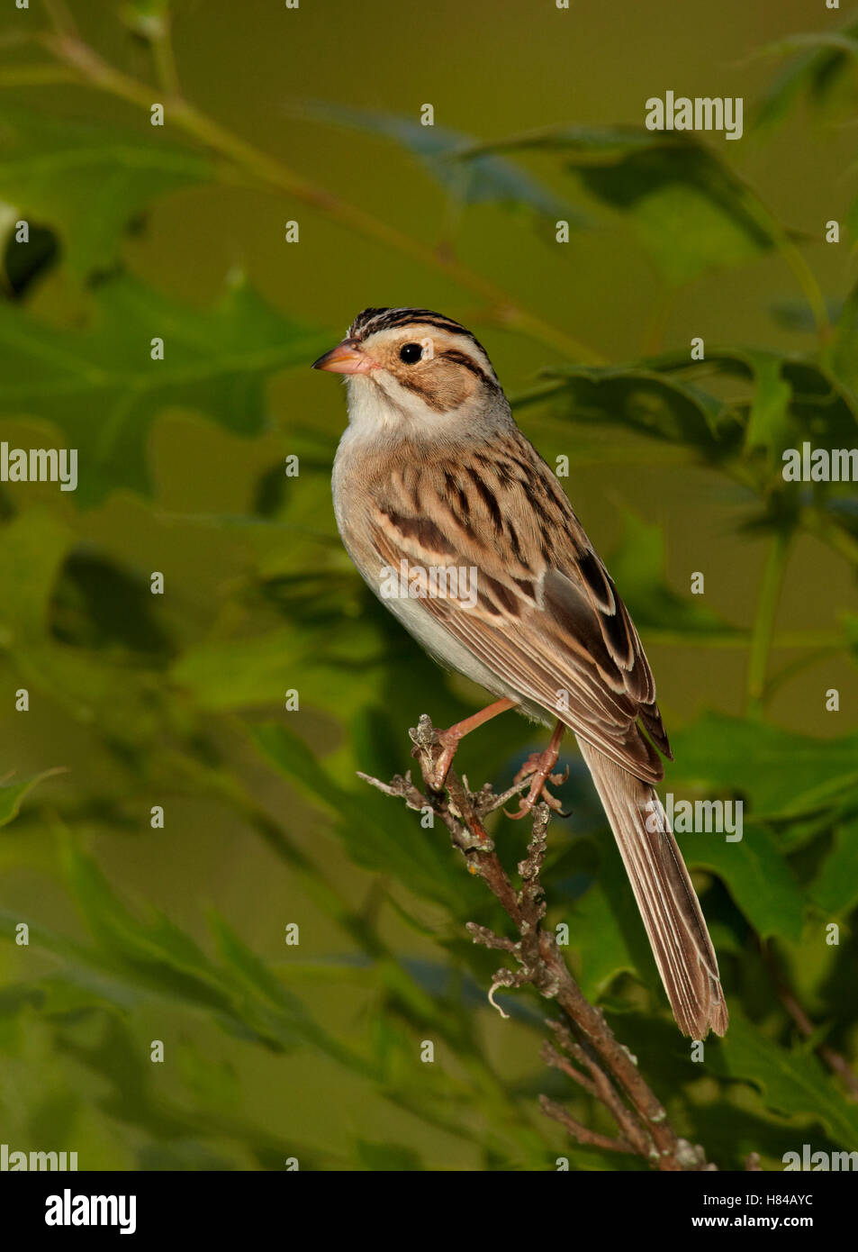 Clay-colored Sparrow (Spizella pallida), Wisconsin Stock Photo - Alamy