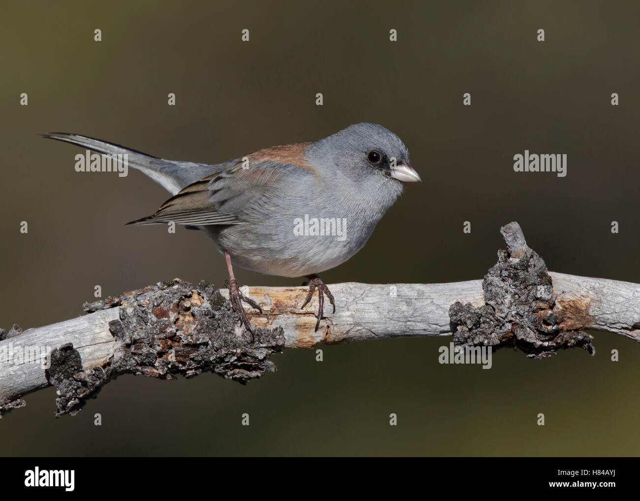 Grey-headed Junco (Junco hyemalis caniceps), New Mexico Stock Photo - Alamy