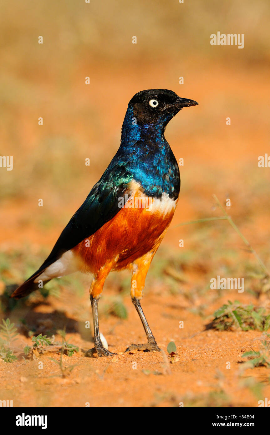 Superb Starling (Lamprotornis superbus), Tsavo East National Park ...