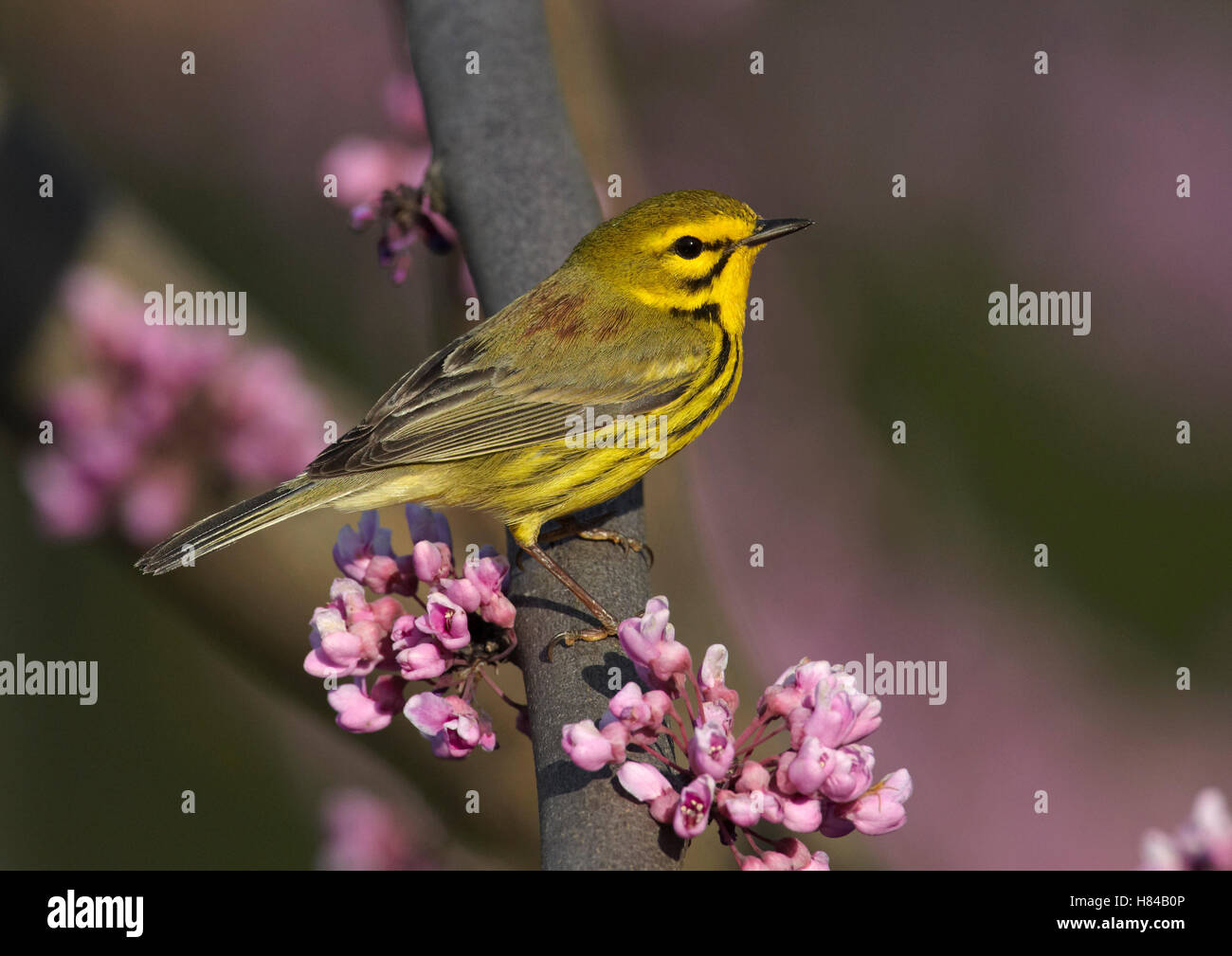 Prairie Warbler (Setophaga discolor) male, Ohio Stock Photo - Alamy