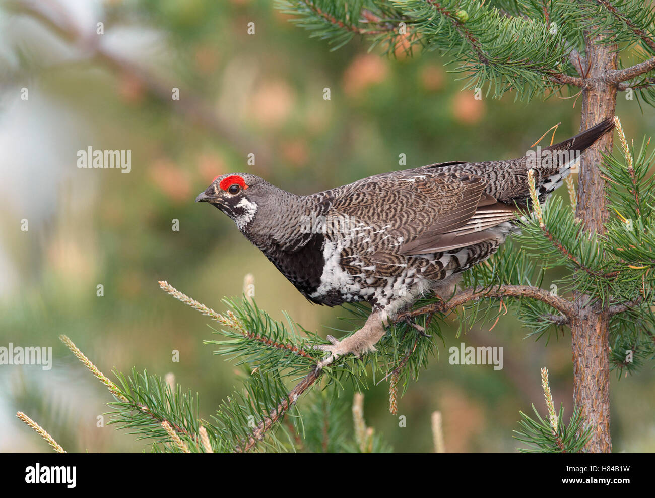 Spruce Grouse (Falcipennis canadensis) male, Michigan Stock Photo - Alamy
