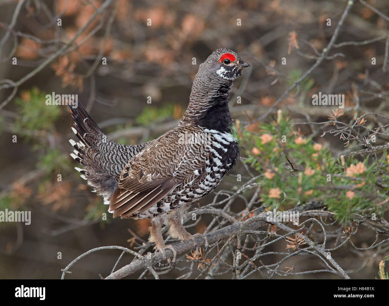Spruce Grouse (Falcipennis canadensis) male, Michigan Stock Photo - Alamy