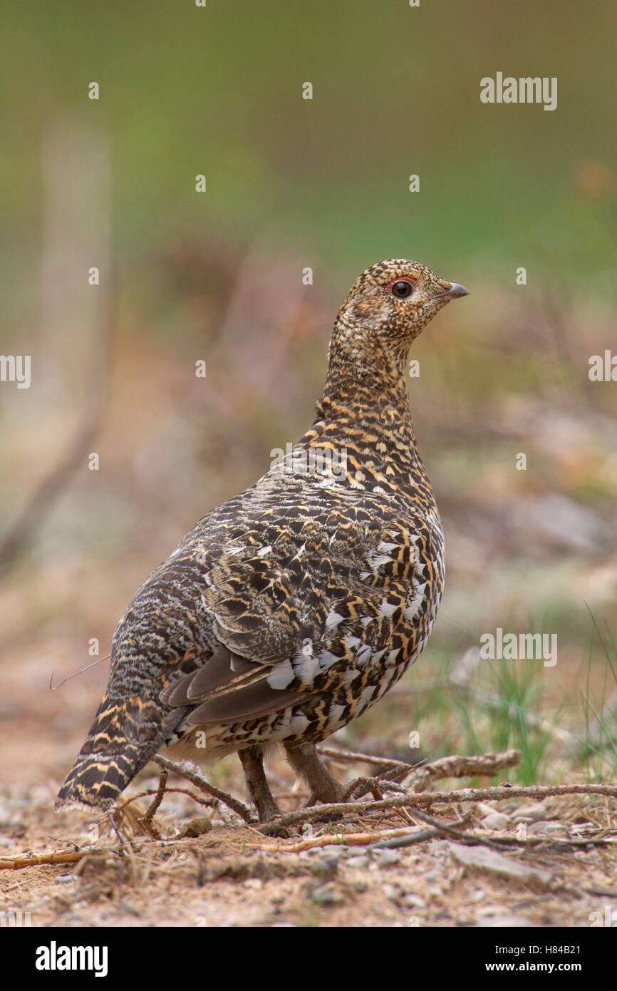 Spruce Grouse (Falcipennis canadensis) female, Michigan Stock Photo - Alamy