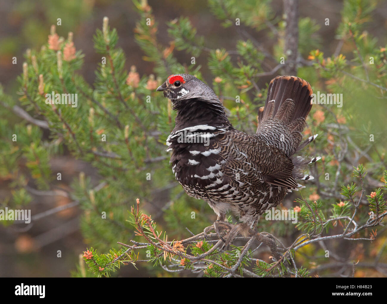 Spruce Grouse (Falcipennis canadensis) male, Michigan Stock Photo - Alamy