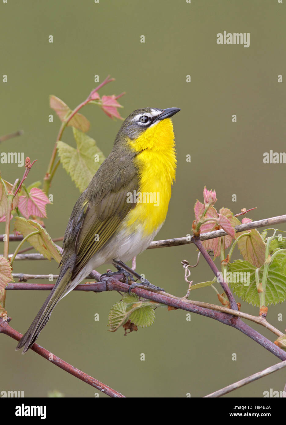 Yellow-breasted Chat (Icteria virens), Ohio Stock Photo - Alamy