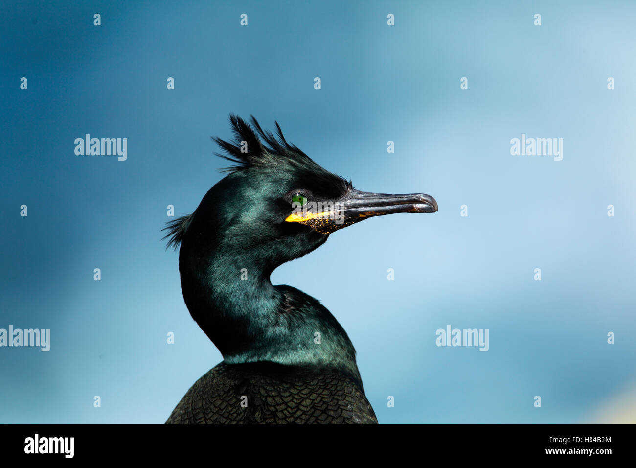 European Shag (Phalacrocorax aristotelis), Scotland, United Kingdom ...