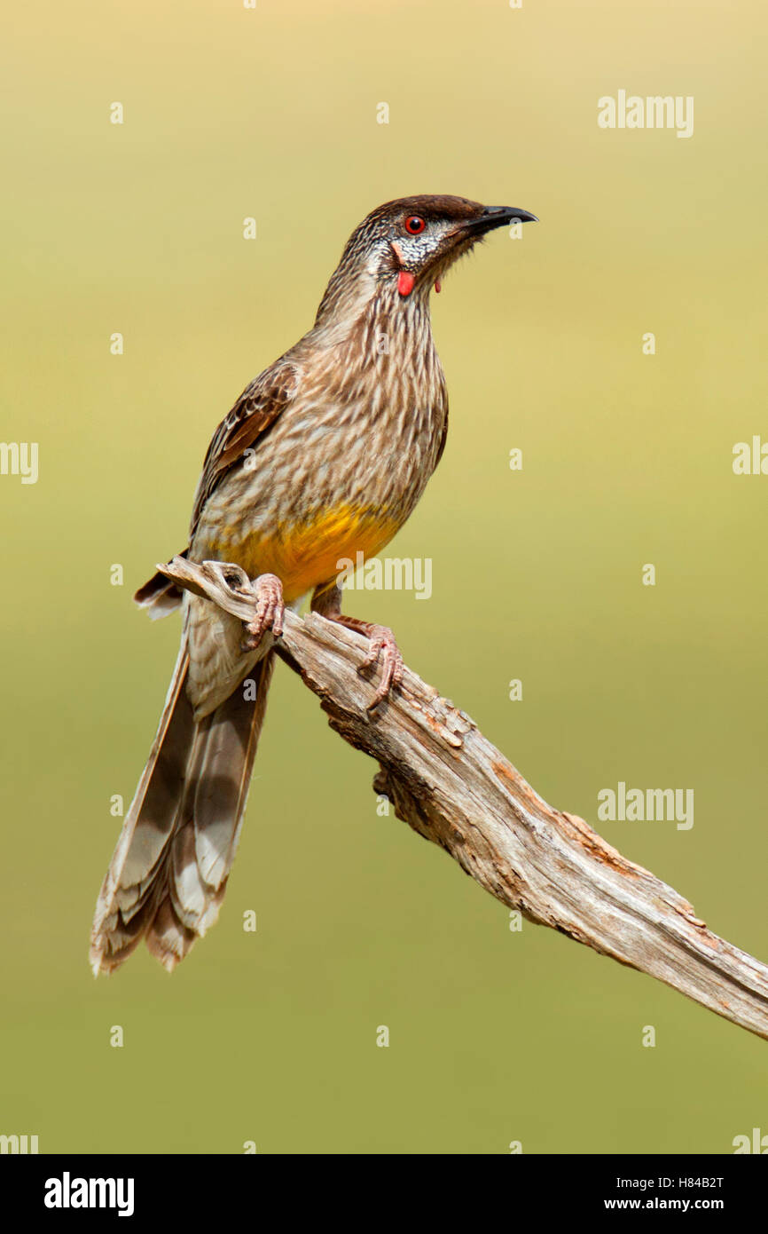 Red Wattlebird (Anthochaera carunculata), New South Wales, Australia ...