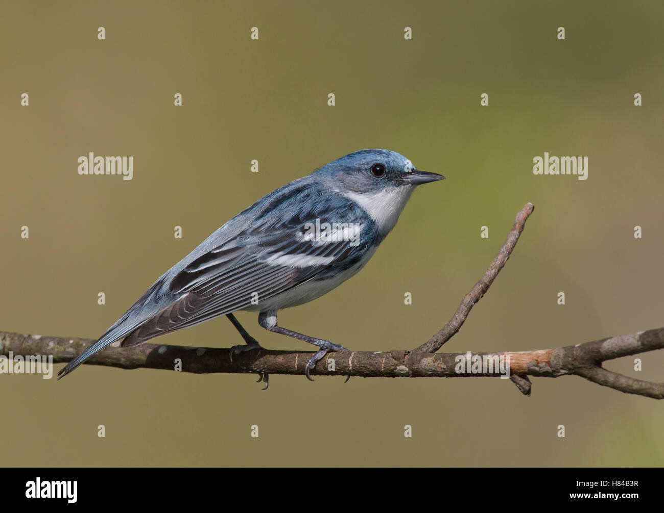 Cerulean Warbler (Setophaga cerulea) male, Ohio Stock Photo - Alamy