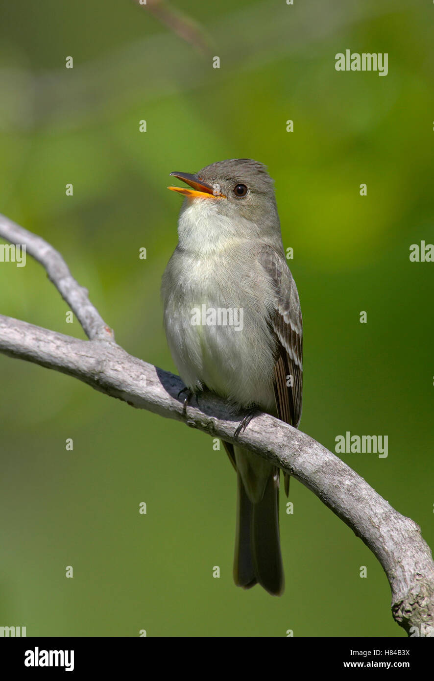 Eastern Wood-Pewee (Contopus virens) singing, Ohio Stock Photo - Alamy