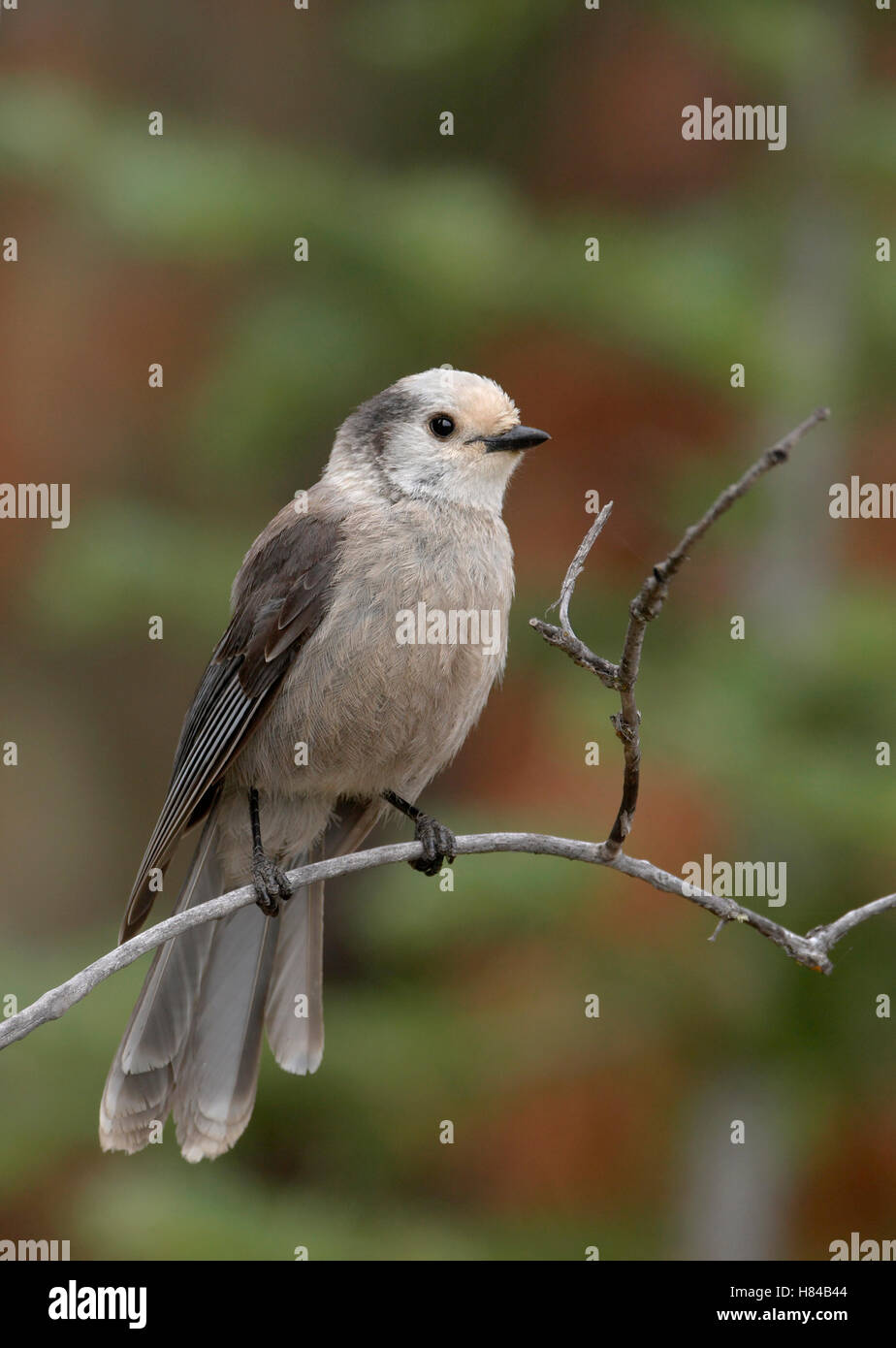 Canada Jay (Perisoreus canadensis), Colorado Stock Photo - Alamy