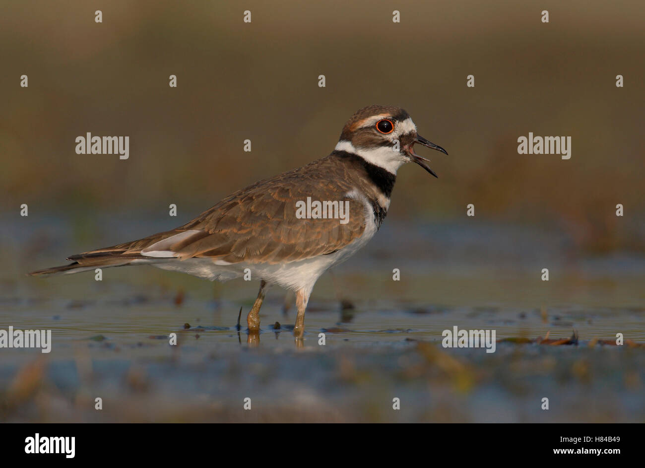 Killdeer (Charadrius vociferus) calling, Ohio Stock Photo - Alamy