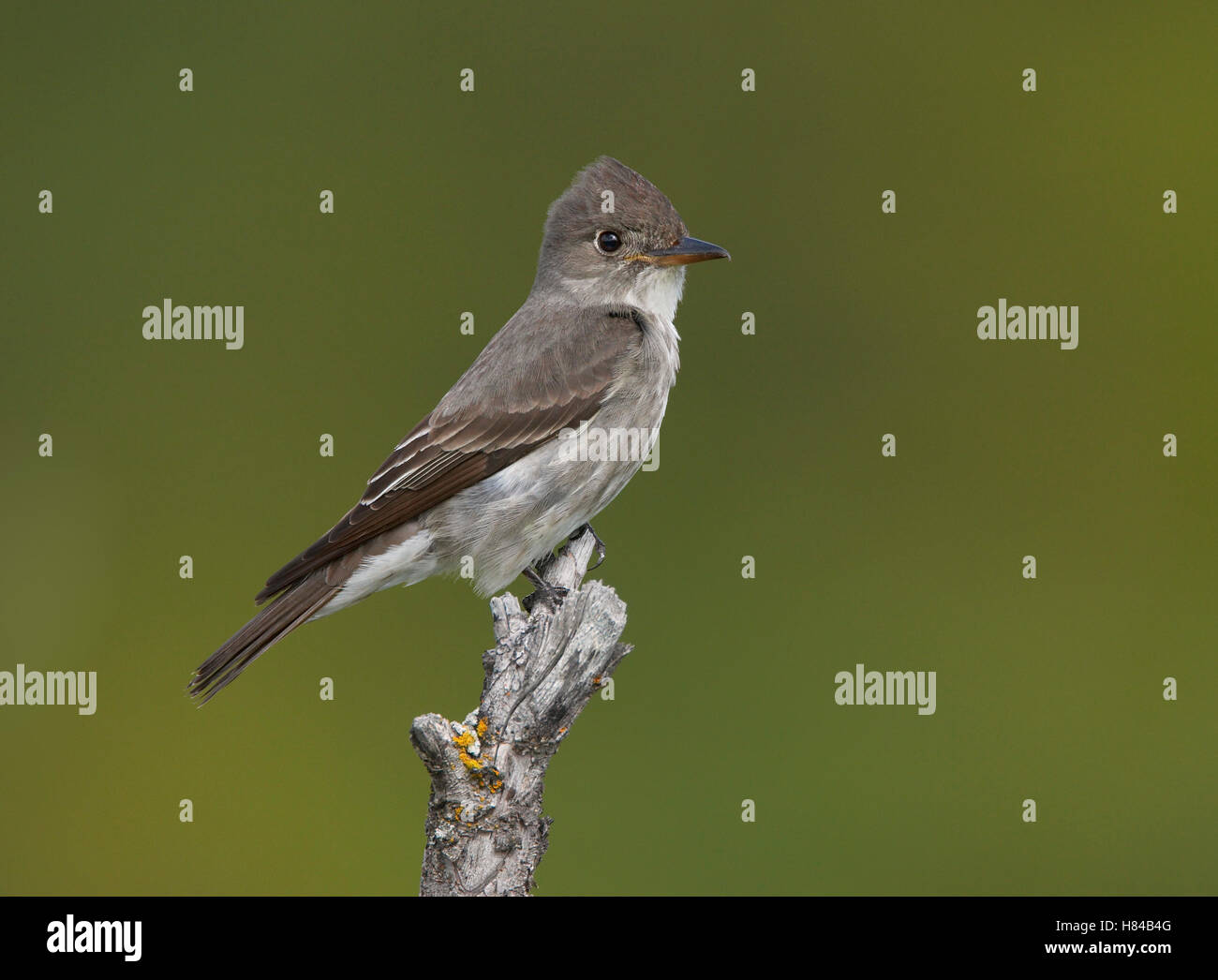 Olive-sided Flycatcher (Contopus cooperi), Alaska Stock Photo - Alamy