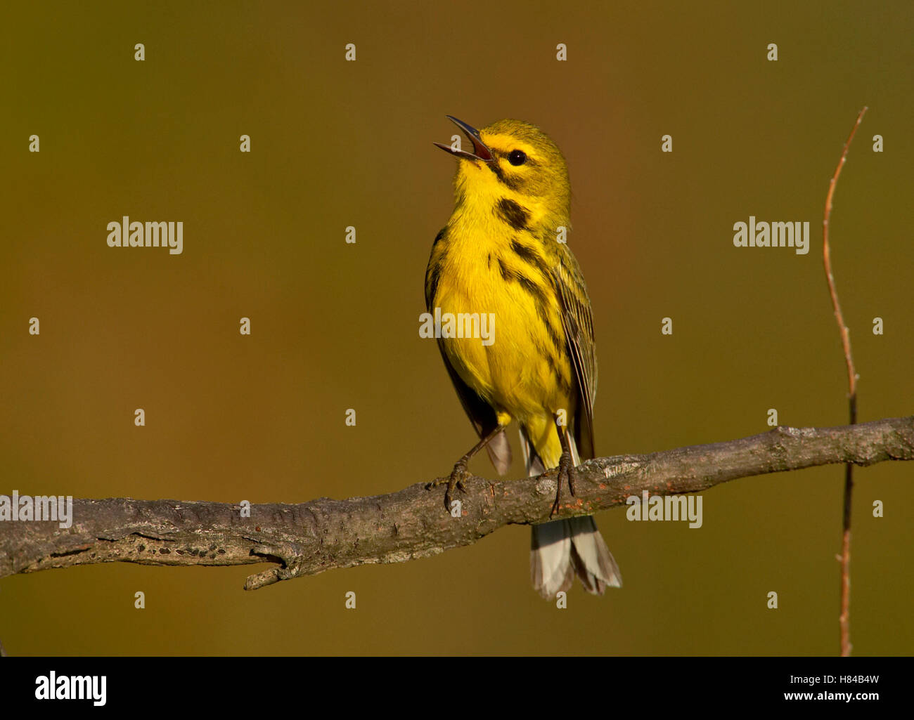 Prairie Warbler (Setophaga discolor) male singing, Ohio Stock Photo - Alamy