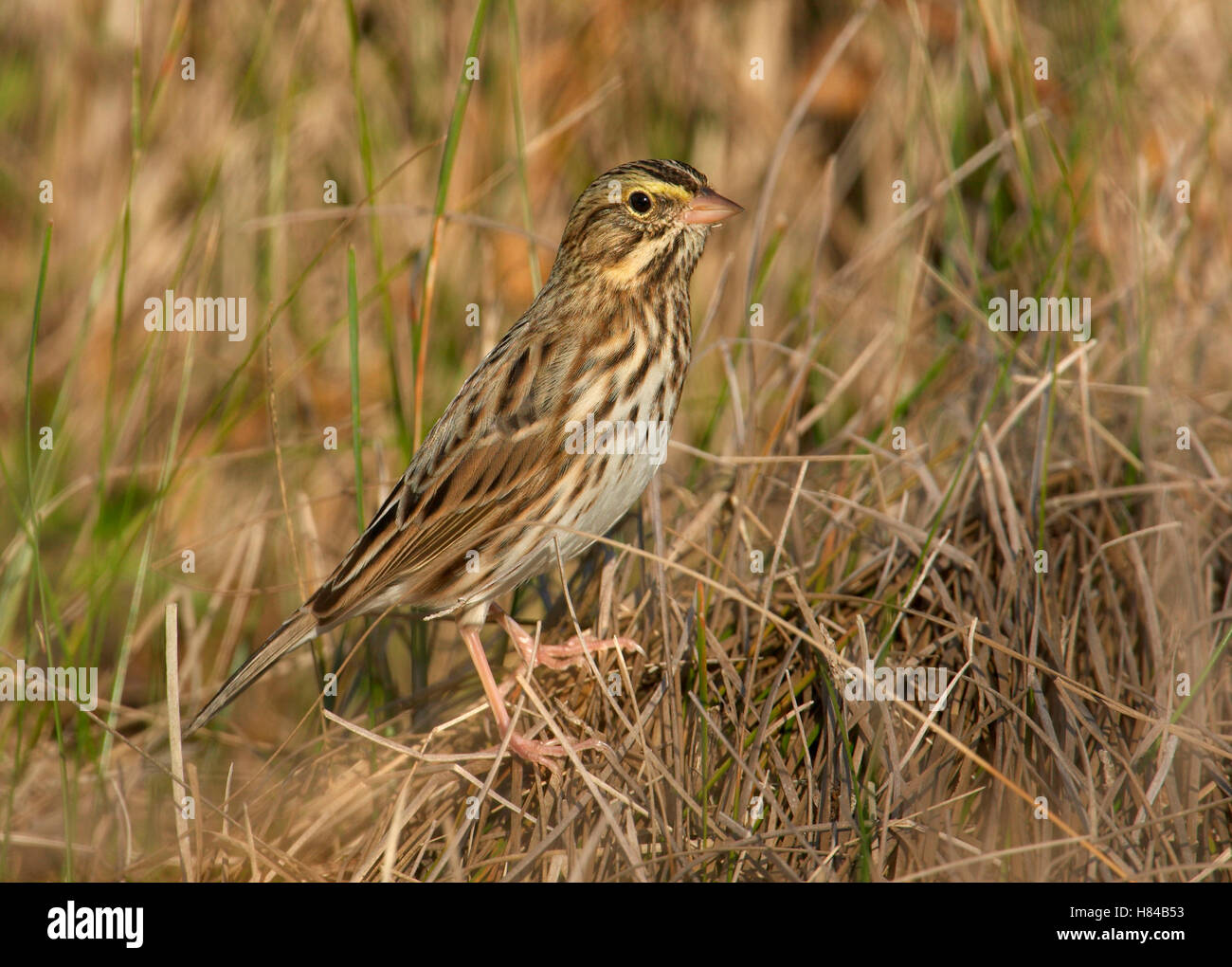 Savannah Sparrow (Passerculus sandwichensis), Ohio Stock Photo - Alamy