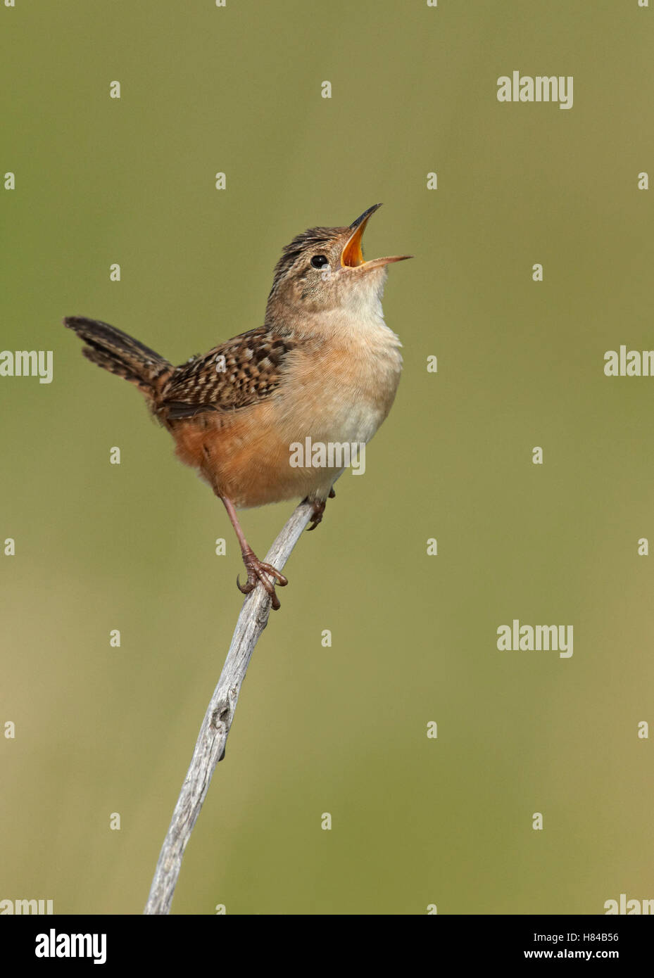 Sedge Wren (Cistothorus platensis) singing, Minnesota Stock Photo - Alamy
