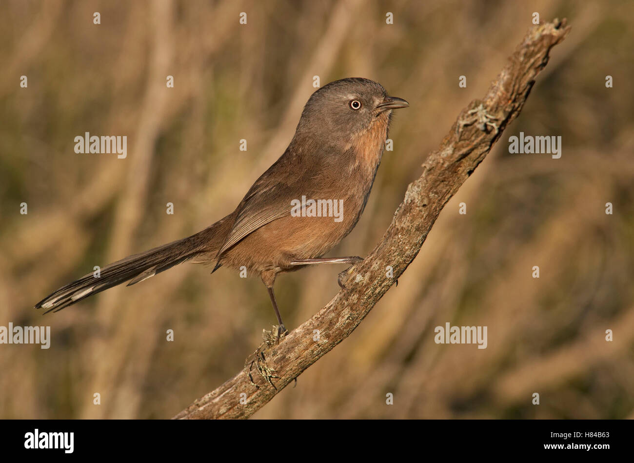 Wrentit (Chamaea fasciata), California Stock Photo - Alamy