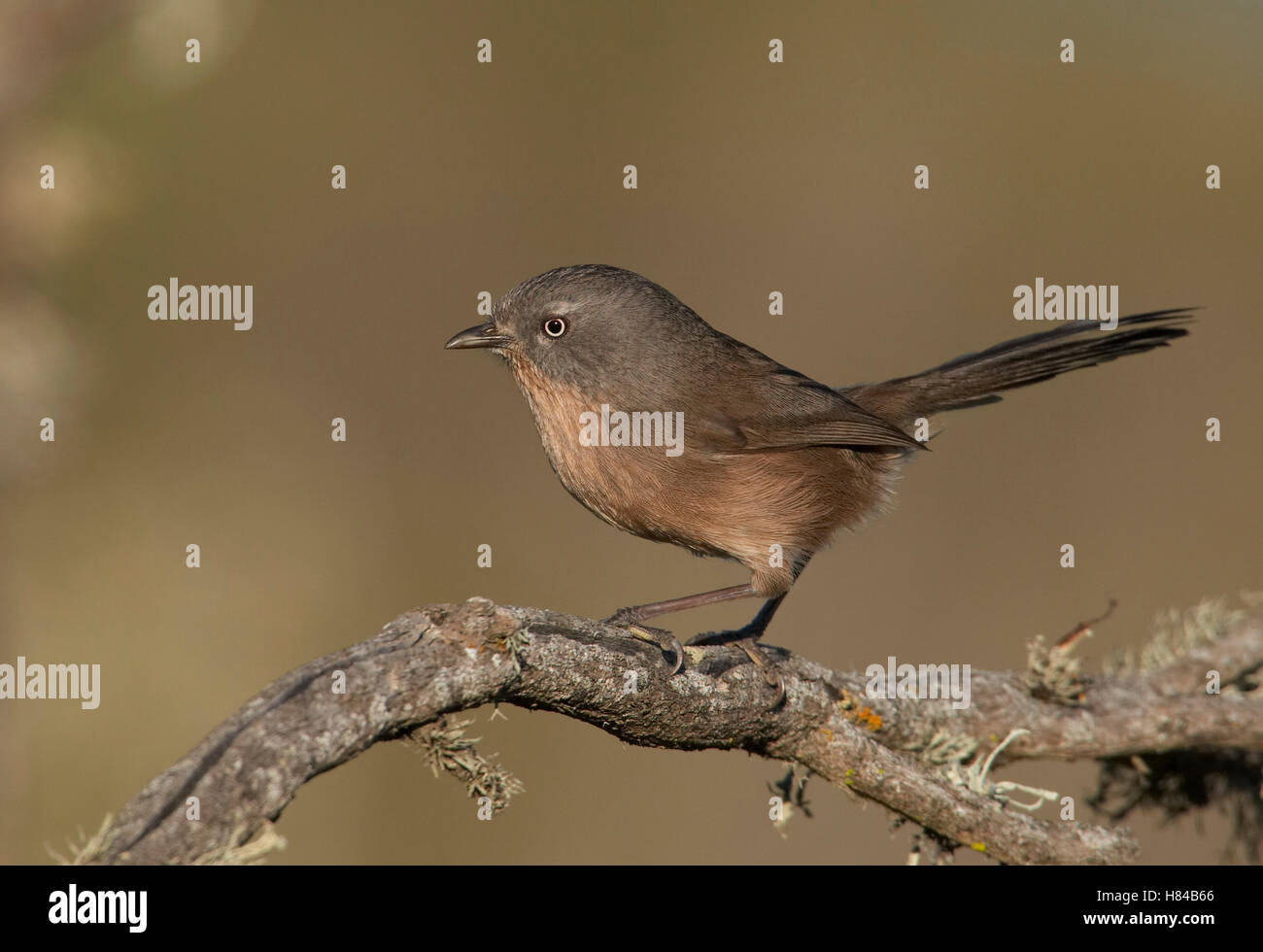 Wrentit (Chamaea fasciata), California Stock Photo - Alamy