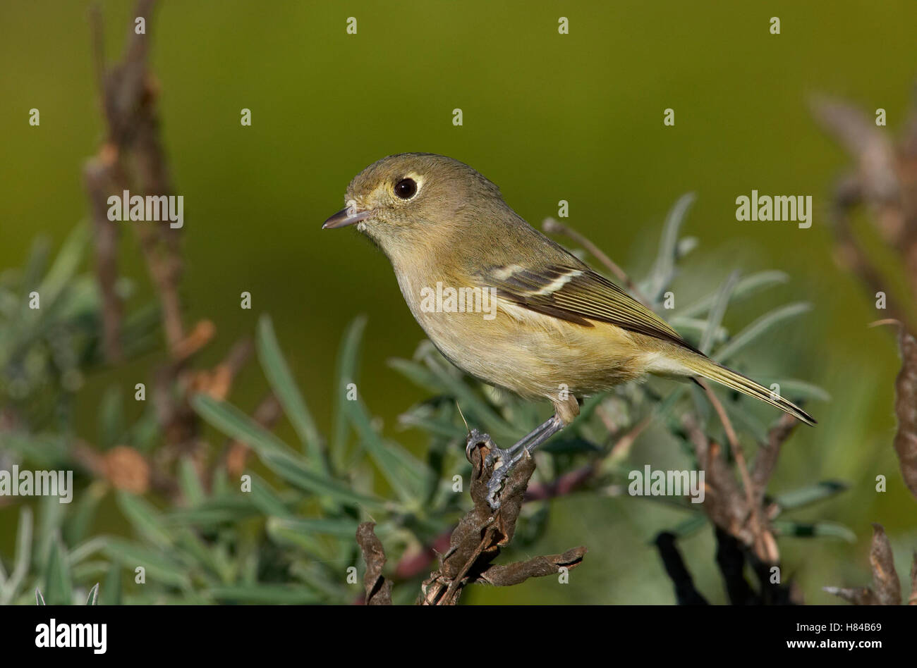 Hutton's Vireo (Vireo huttoni), California Stock Photo - Alamy
