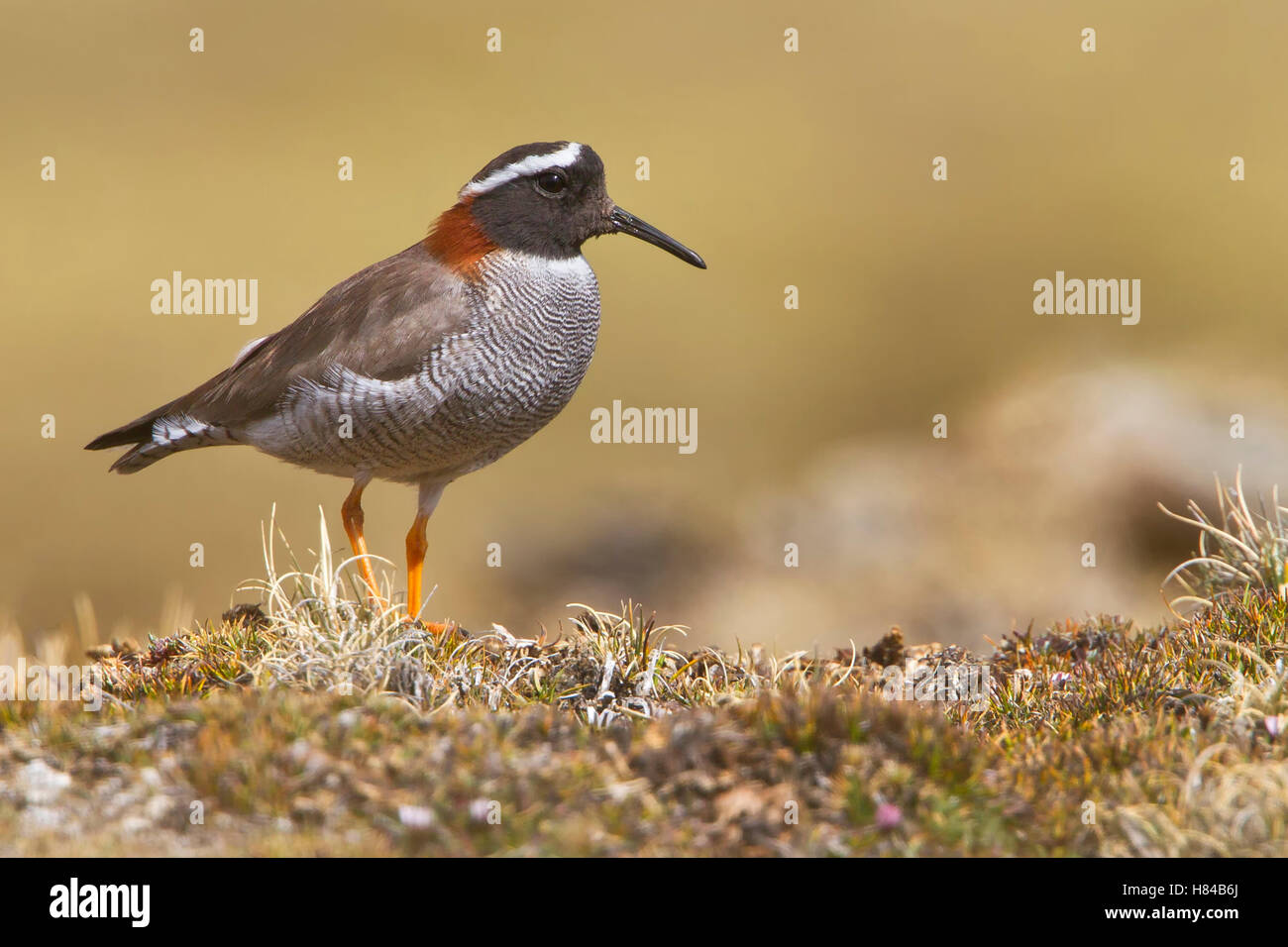 Diademed Plover (Phegornis mitchellii), Marcapomacocha, Peru Stock ...