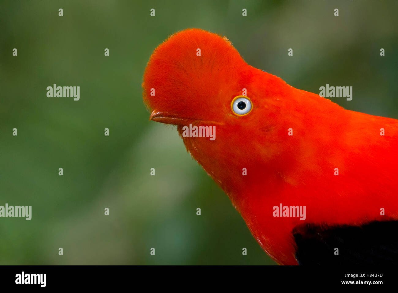Andean Cock-of-the-rock (Rupicola peruvianus) male, Manu National Park ...