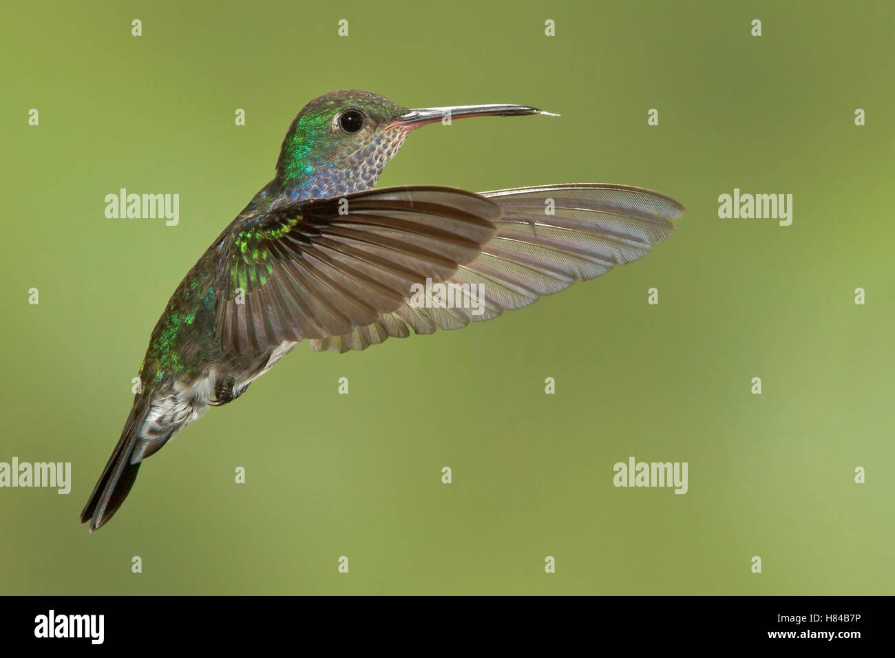 Sapphire-spangled Emerald (Amazilia lactea), Manu National Park, Peru ...
