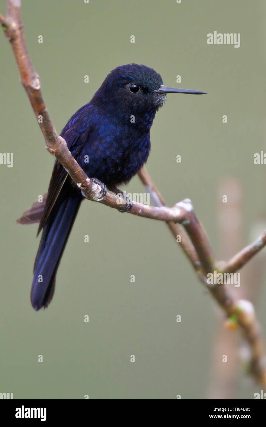 Royal Sunangel (Heliangelus regalis) male, Abra Patricia Protected Area ...