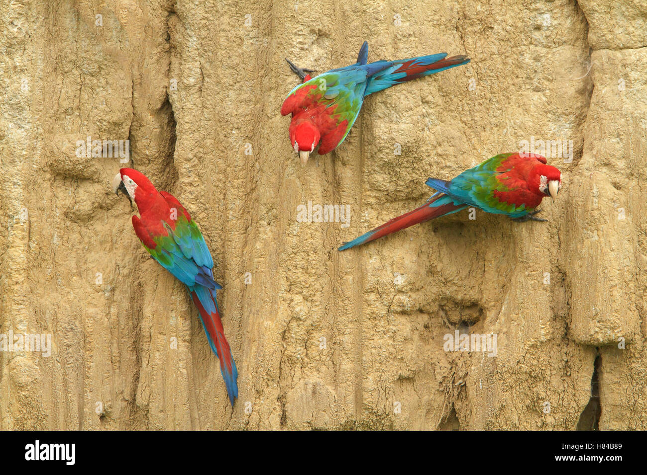 Red and Green Macaw (Ara chloroptera) group foraging for minerals at ...