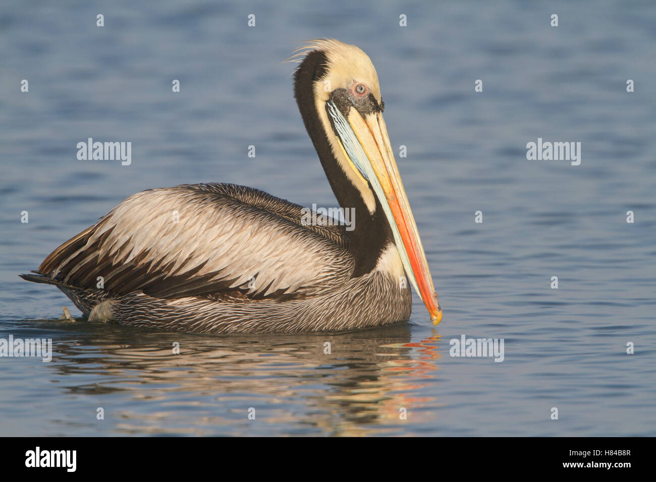 Peruvian Pelican (Pelecanus thagus), Islas Ballestas, Peru Stock Photo ...