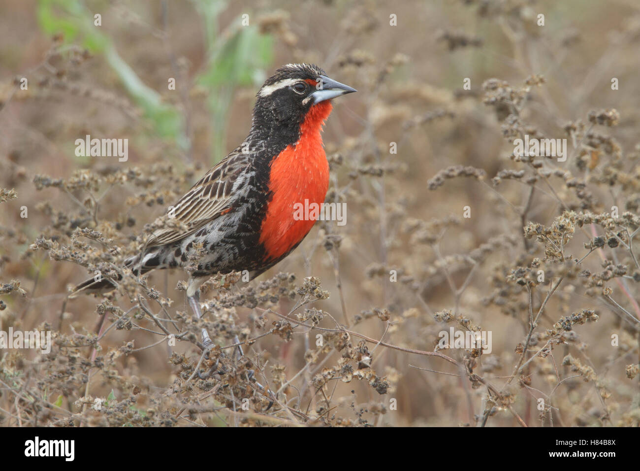 Peruvian Meadowlark (Sturnella bellicosa), Lomas de Lachay, Peru Stock ...